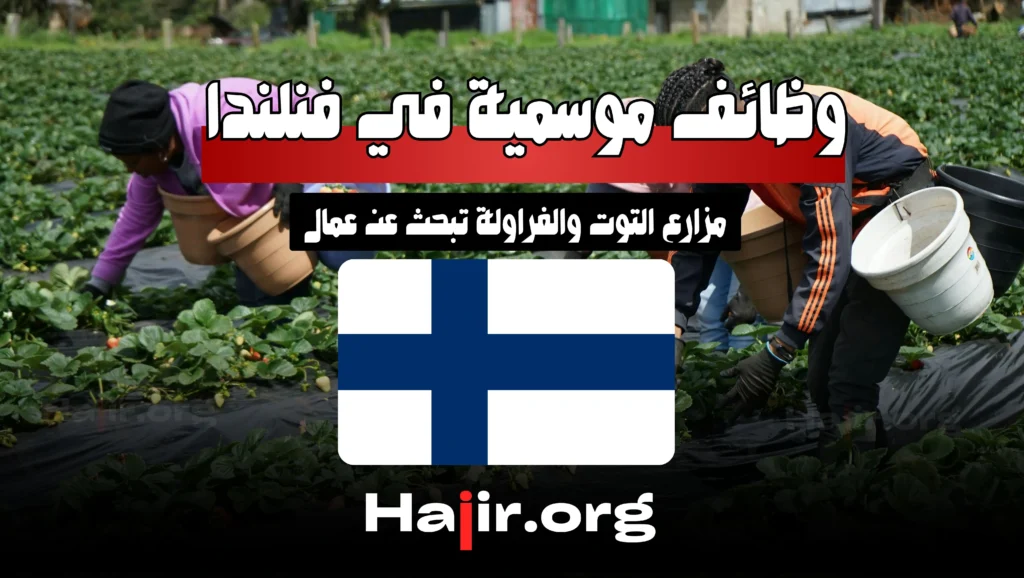 وظائف موسمية في فنلندا : مزارع التوت والفراولة تبحث عن عمال